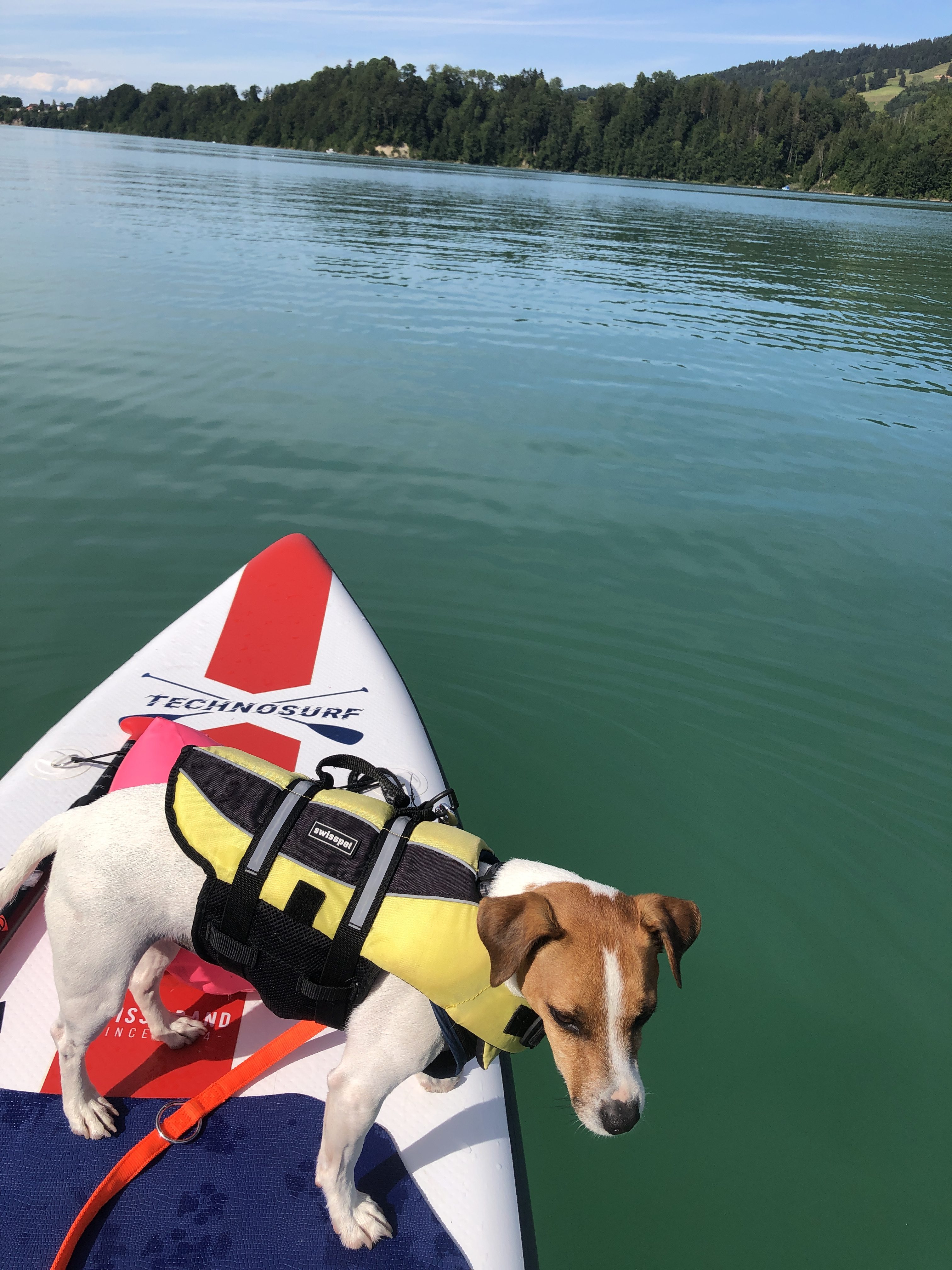 La plage de Morlon avec son chien - Voyager en Suisse avec son chien
